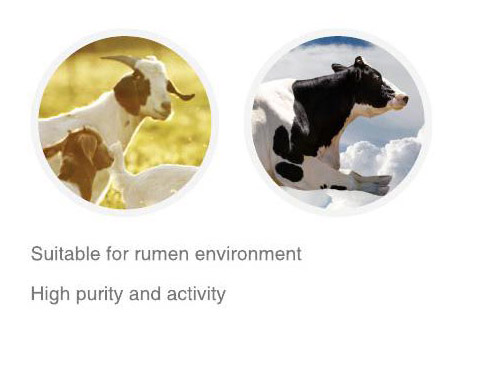GystPH | Active Feed Dry Yeast-Ruminants