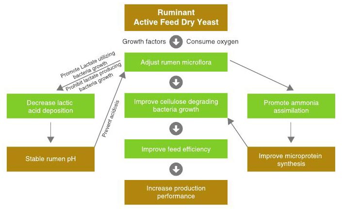 GystPH | Active Feed Dry Yeast-Ruminants