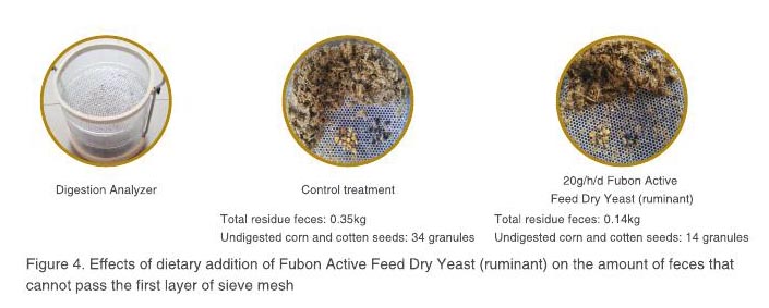 GystPH | Active Feed Dry Yeast-Ruminants