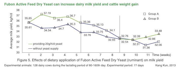 GystPH | Active Feed Dry Yeast-Ruminants